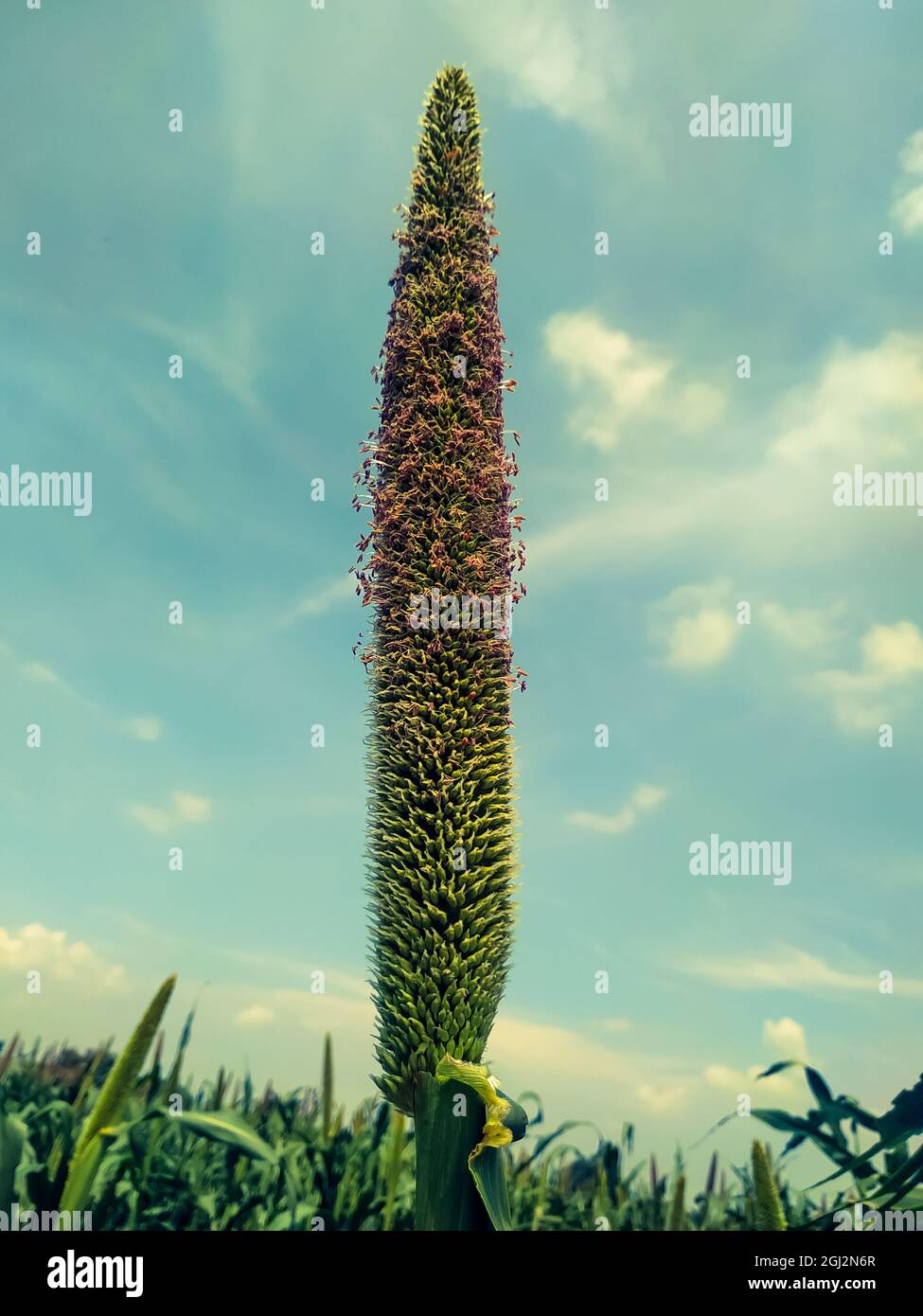 Vertical closeup shot of a tall pearl millet plant on a field Stock ...