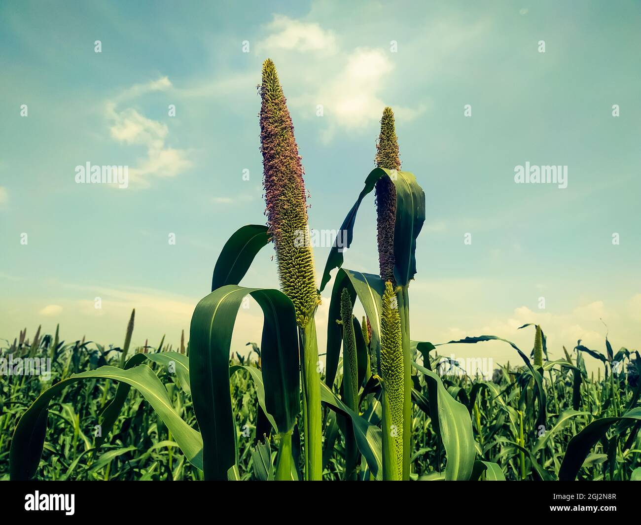 Growing green pearl millet plants on a field Stock Photo - Alamy