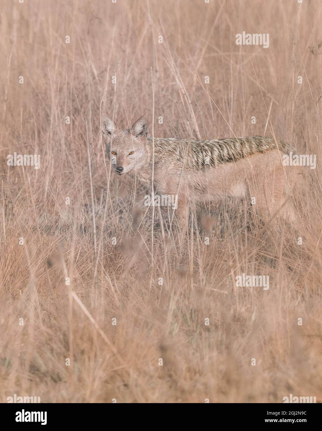 Jackal head hi-res stock photography and images - Alamy