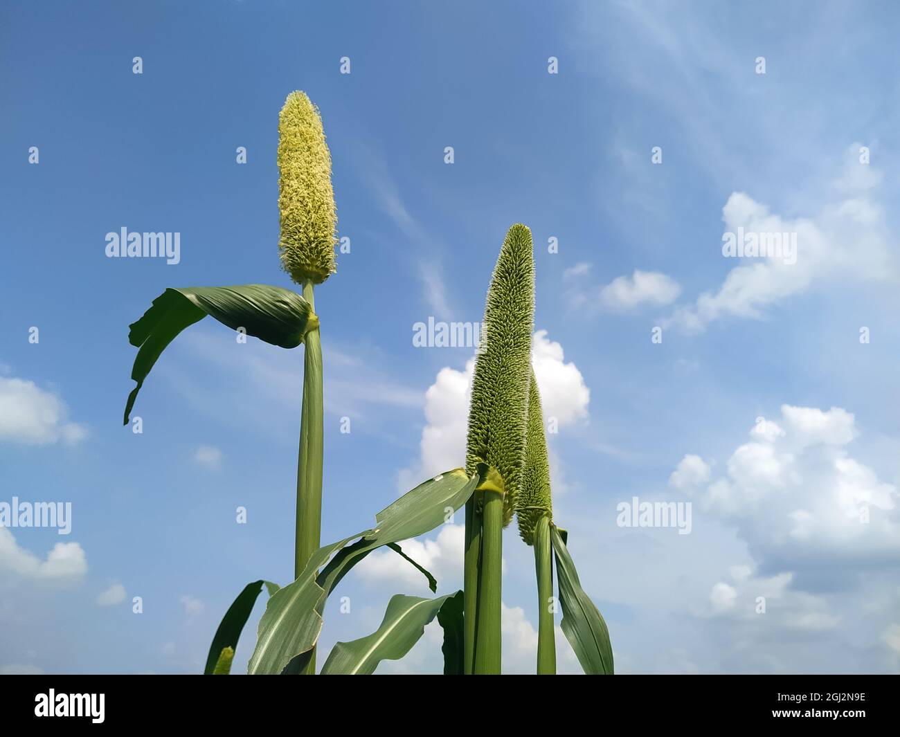 Growing green pearl millet plants on a field Stock Photo - Alamy