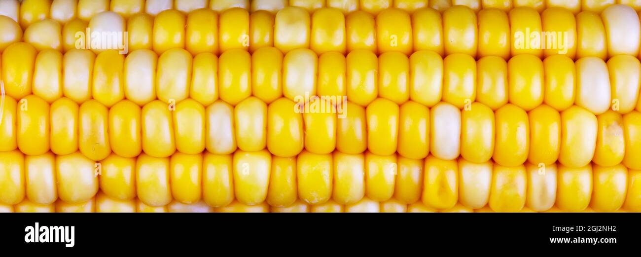 horizontal banner with texture of boiled yellow corn grains Stock Photo ...