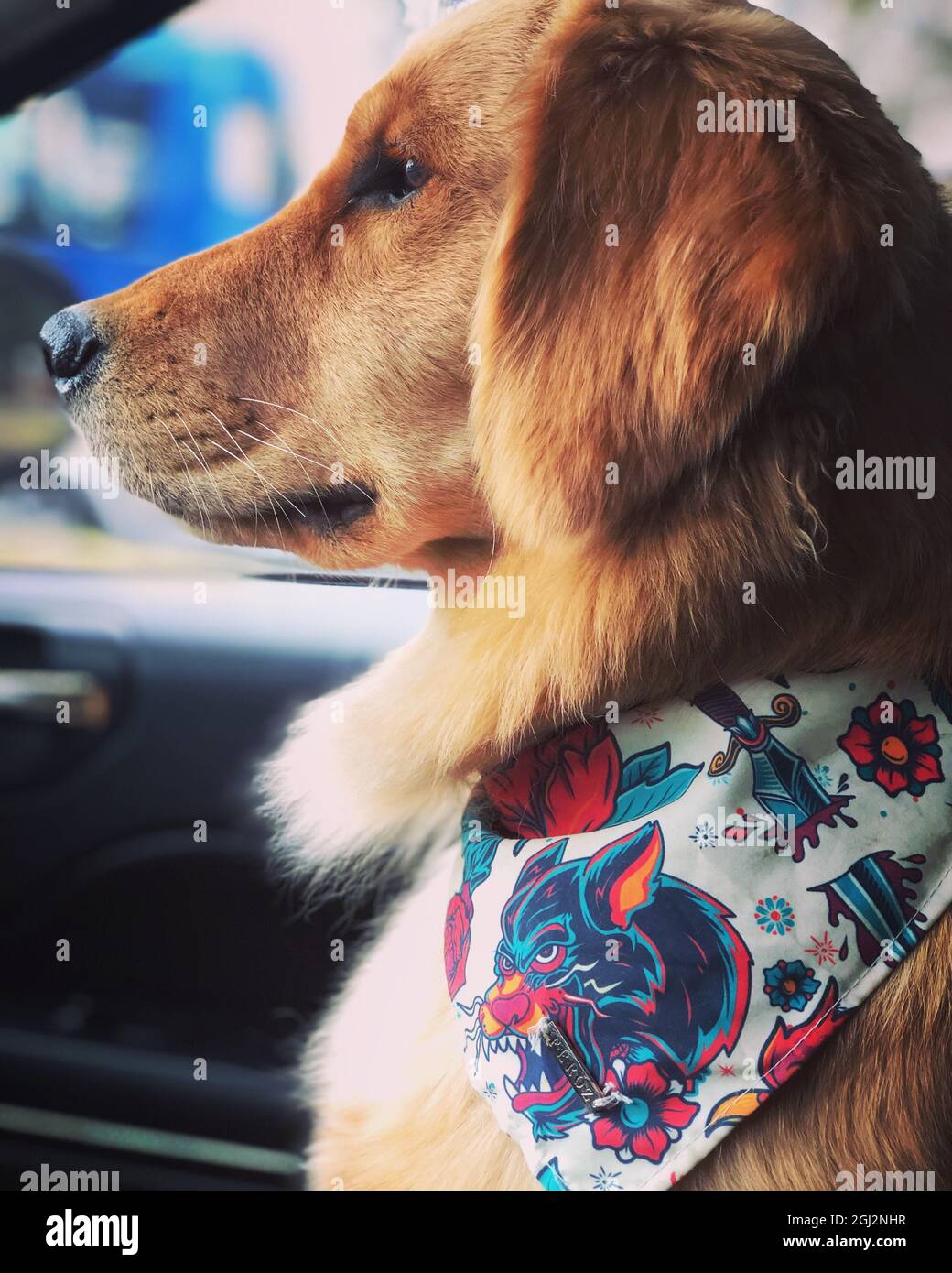 Golden retriever puppy with bandana hi-res stock photography and images ...