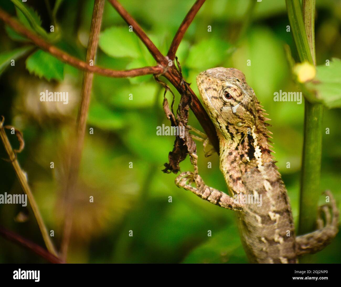 beautiful garden lizard on tree branch.( calotes versicolor Stock Photo ...