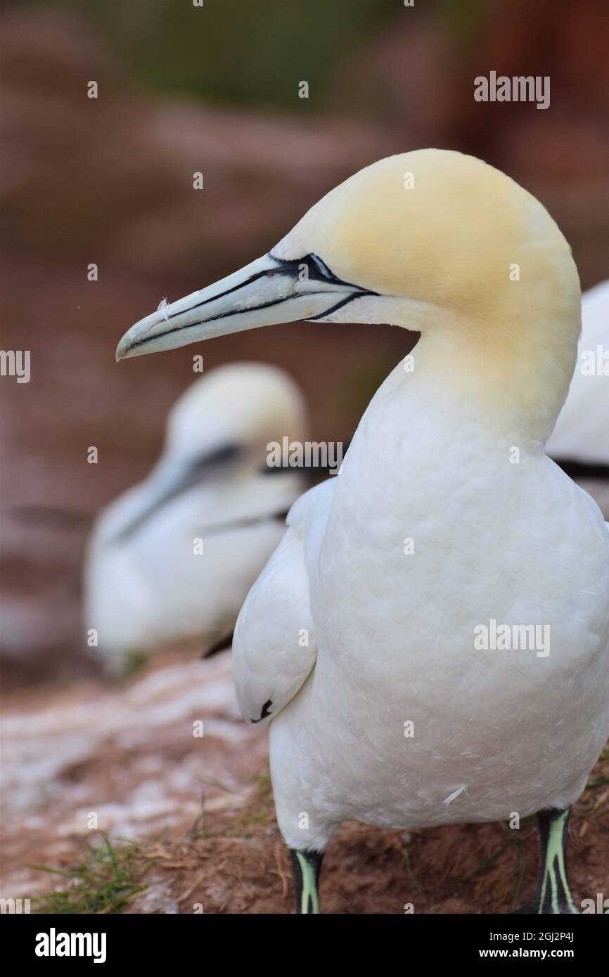 Red gannet hi-res stock photography and images - Alamy