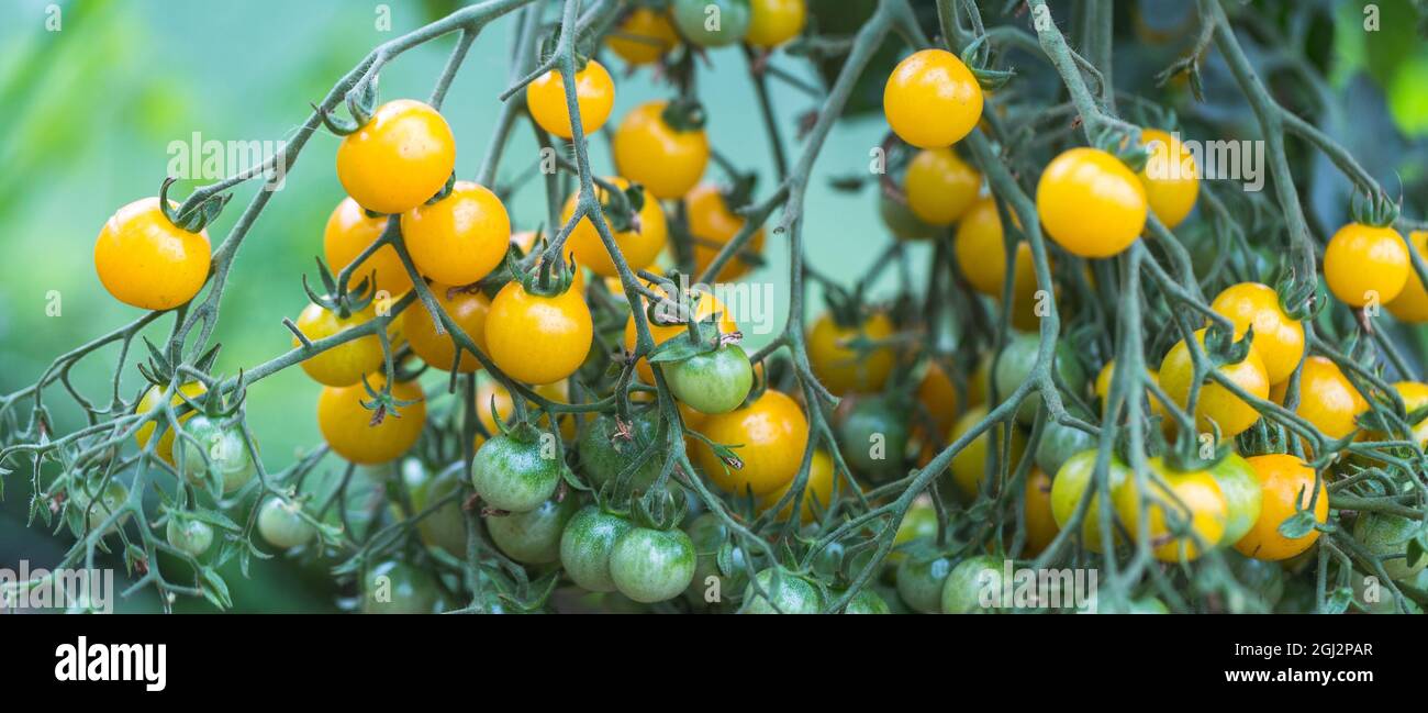 Ripe yellow organic tomatoes in the garden, greenhouse, ampelous tomato ...