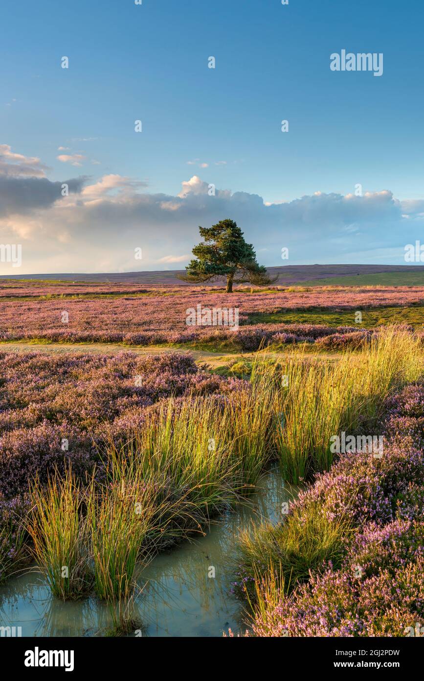 A lone tree on the heather moorland at Hartoft Rigg about Rosedale ...