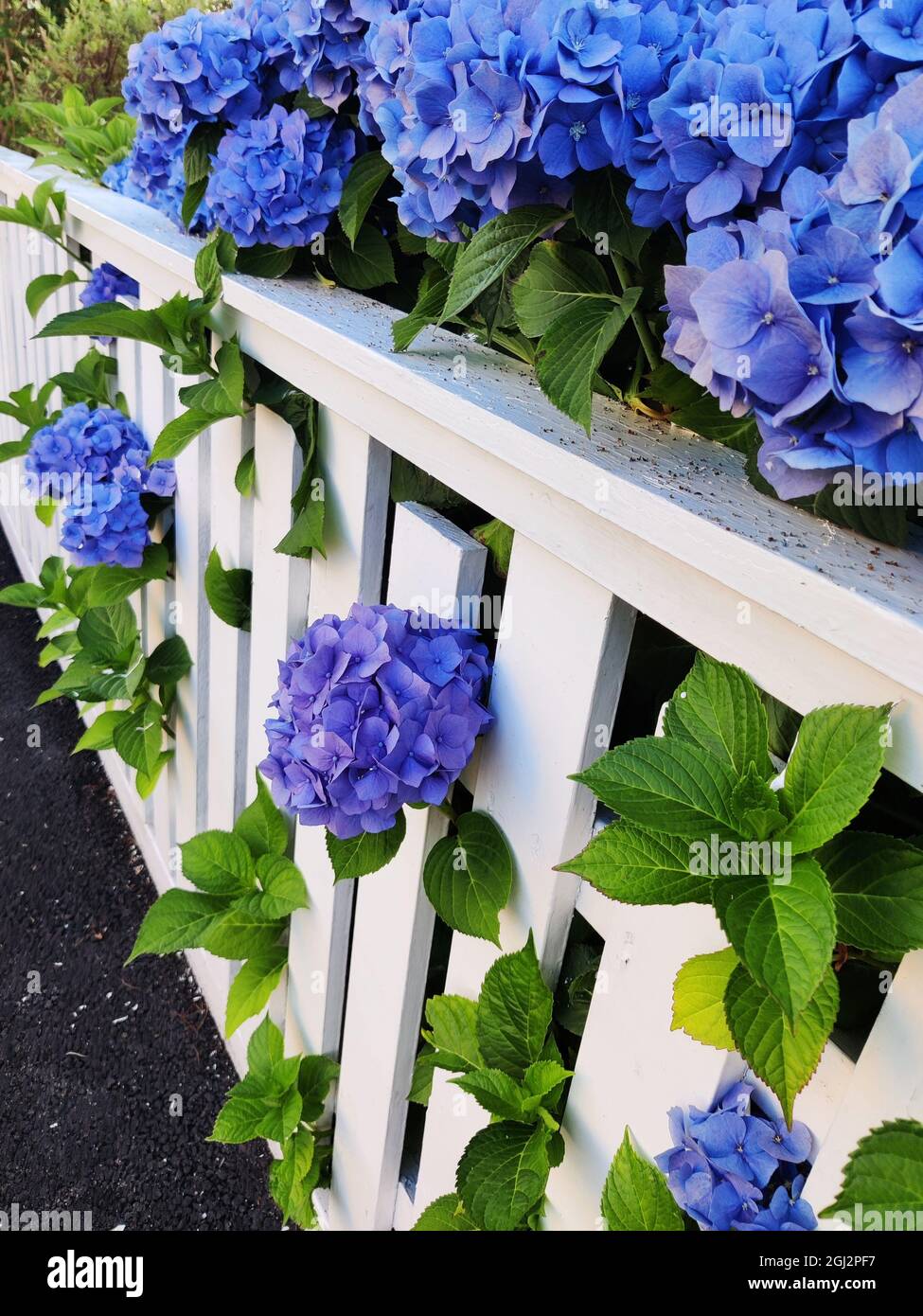 Vertical closeup of French hydrangea with a white wooden fence Stock ...