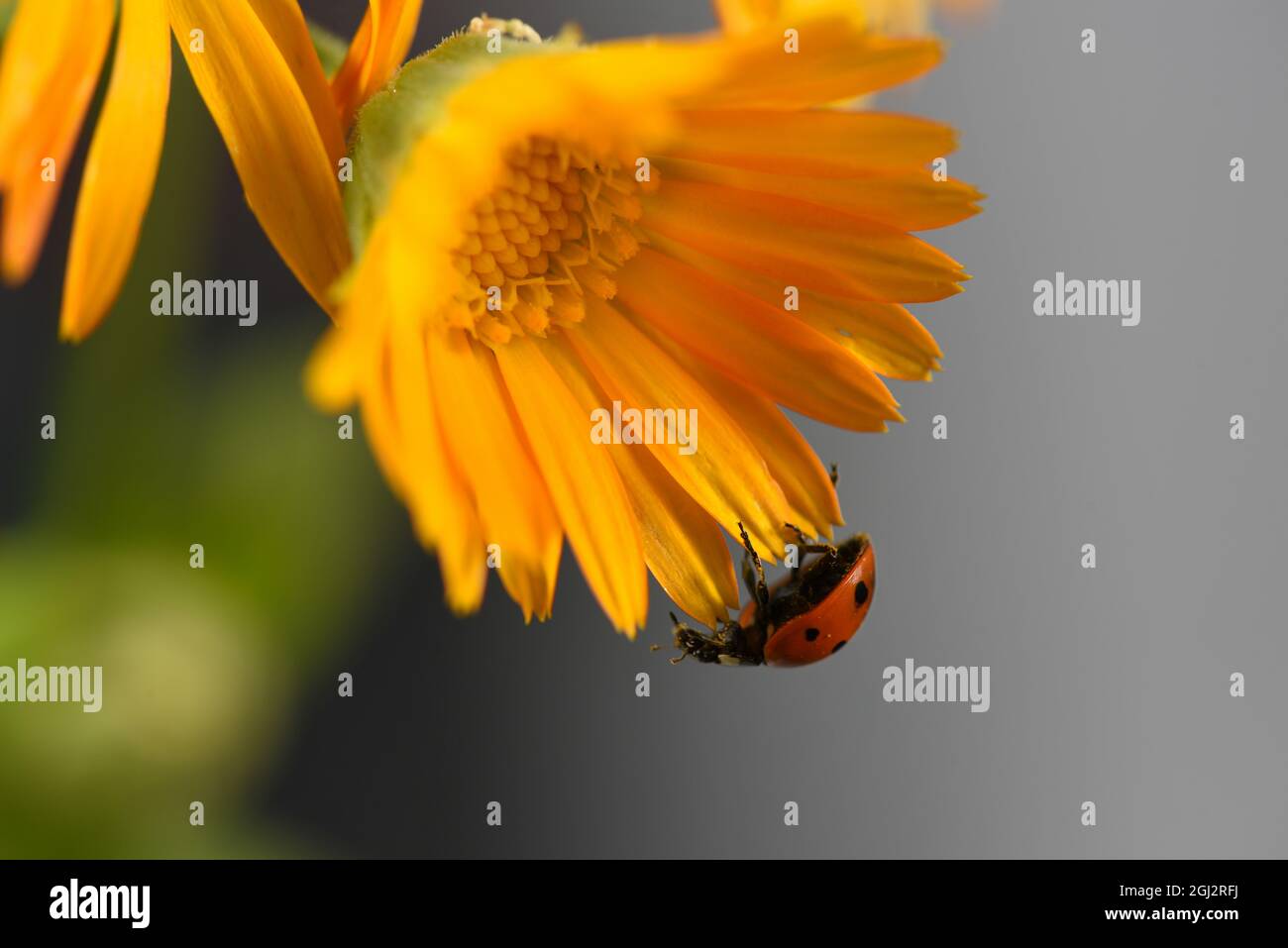 Entomophagous insect hi-res stock photography and images - Alamy