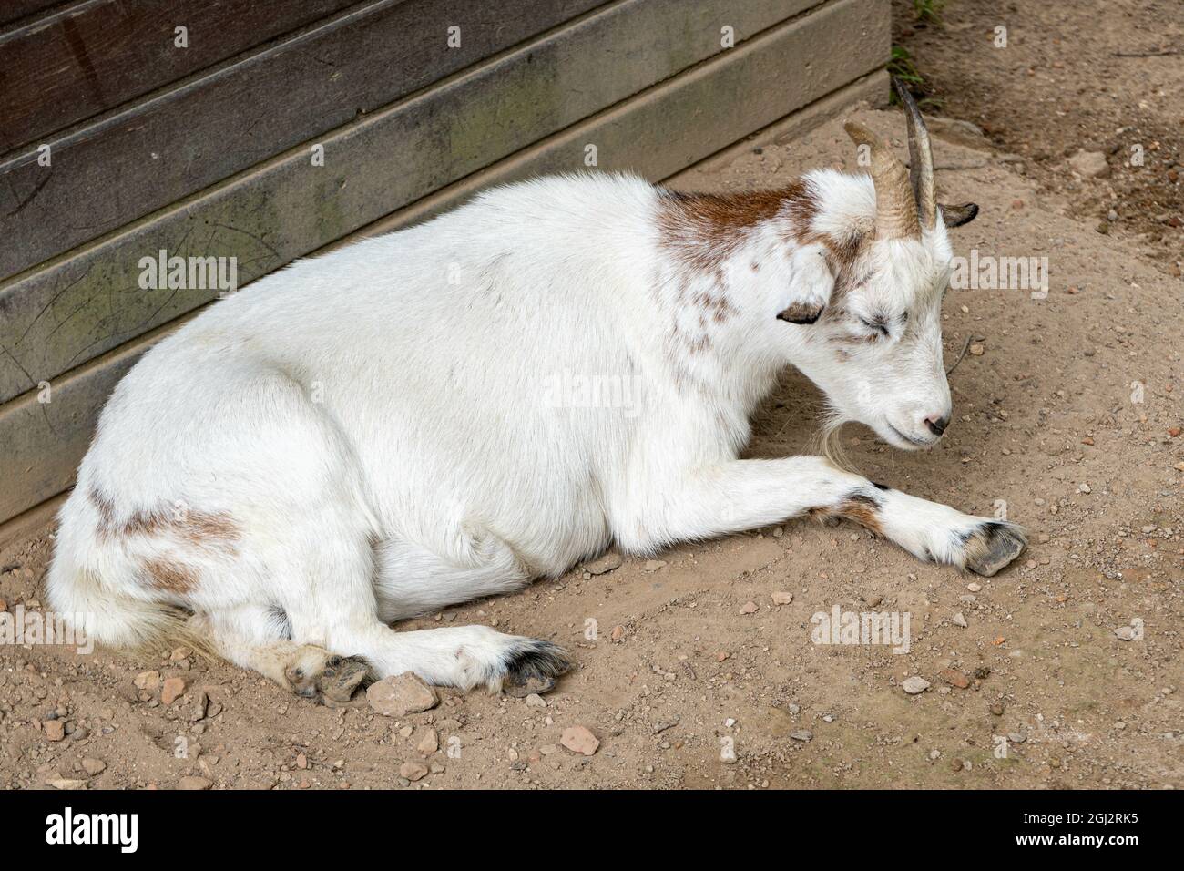 High angle shot of a goat lying on the ground on the farm Stock Photo ...