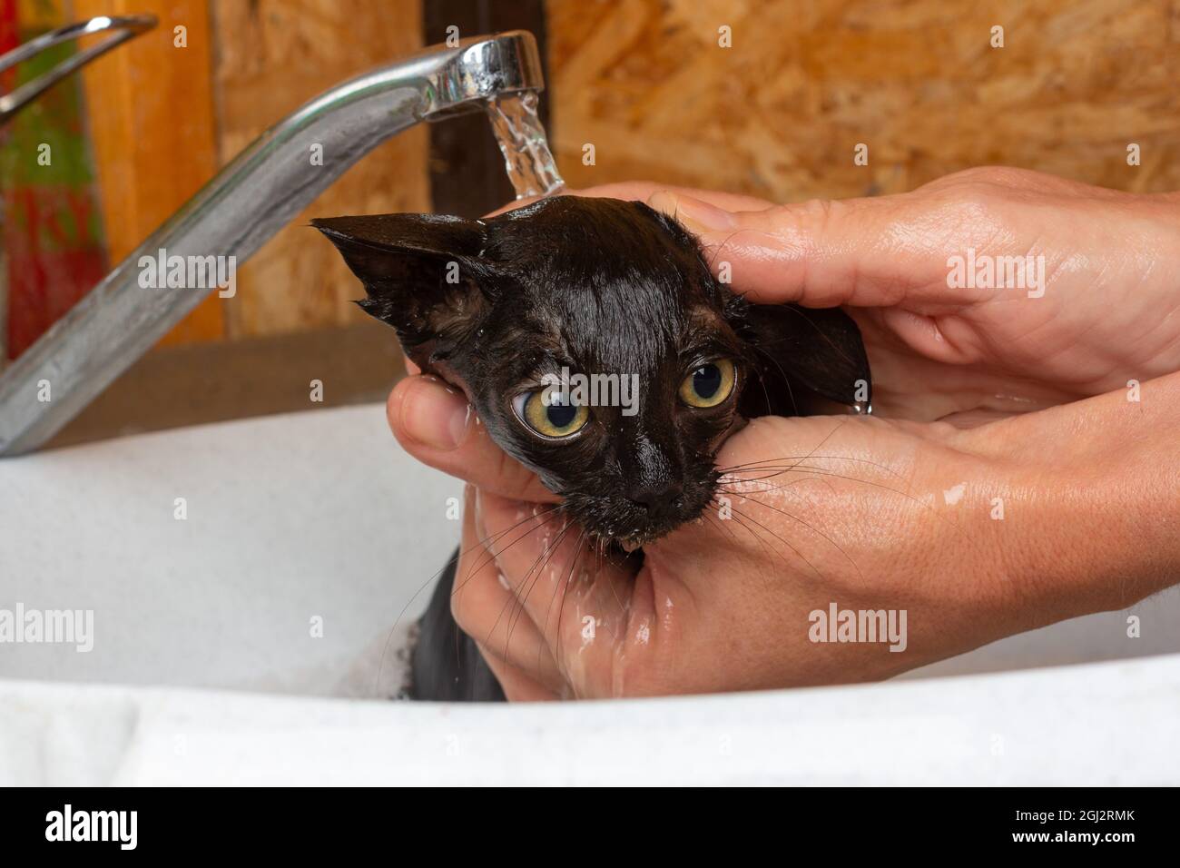 Black cat under water tap hi-res stock photography and images - Alamy