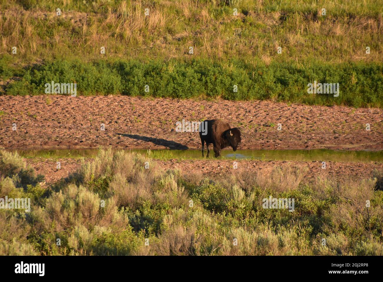 Wild American bison standing in a small watering hole ready to drink ...