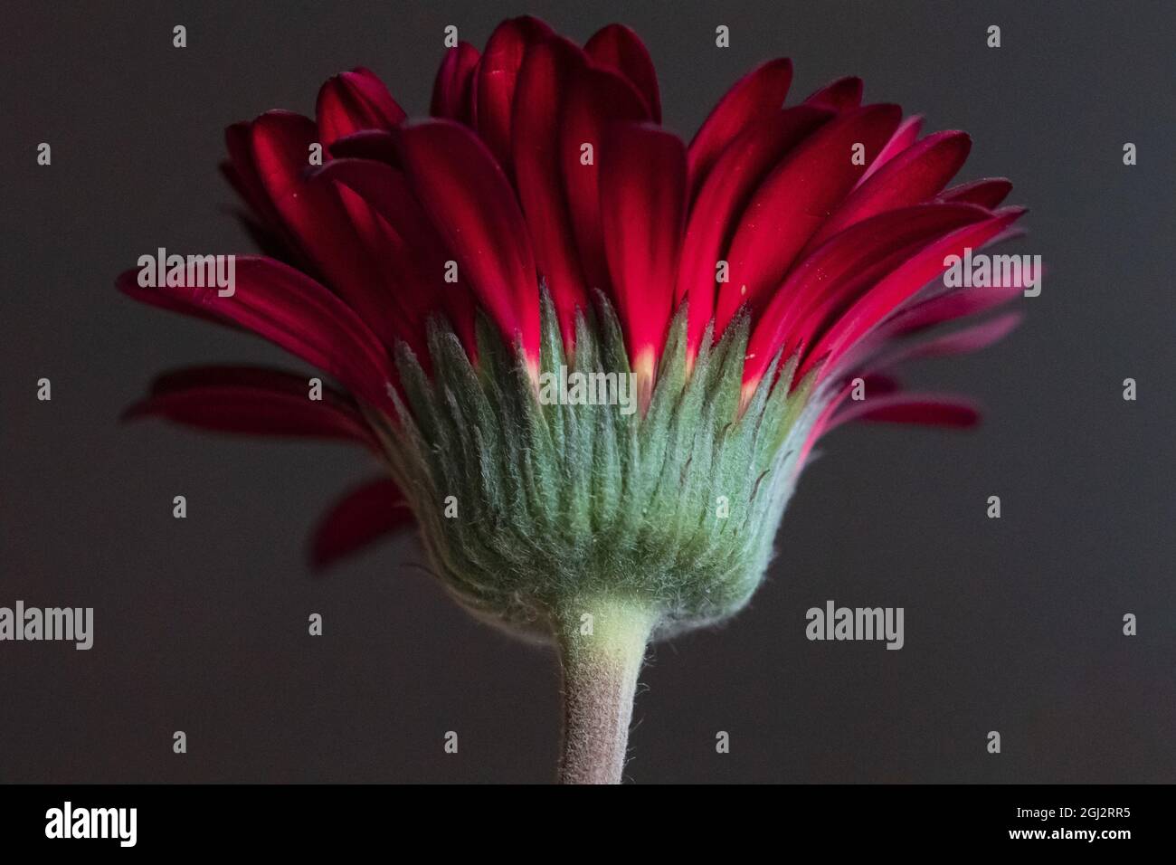 Picture of a Reine-Marguerite (queen-daisy) flower Stock Photo - Alamy