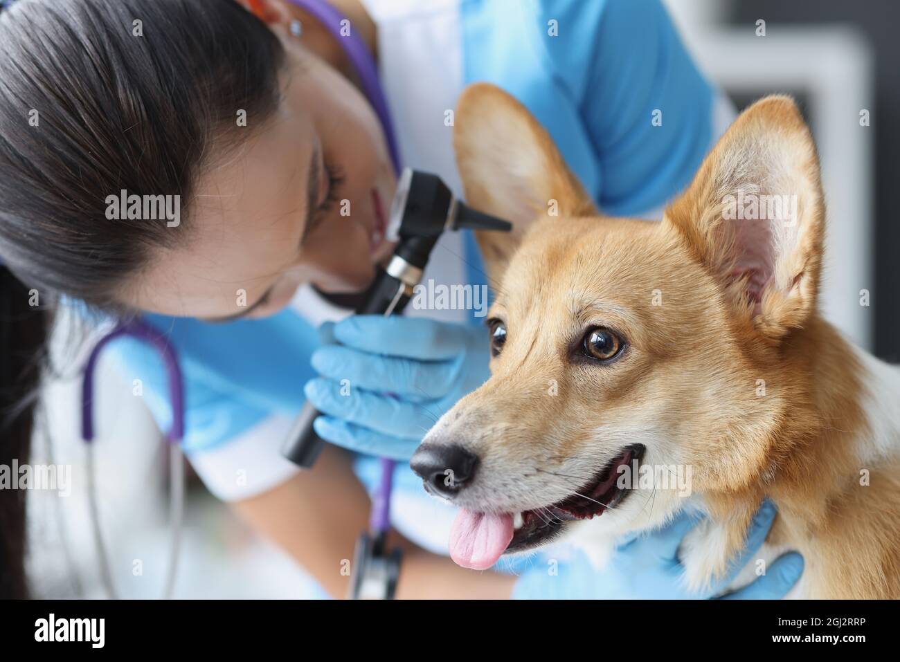 Hearing test of dog in veterinary clinic closeup Stock Photo - Alamy