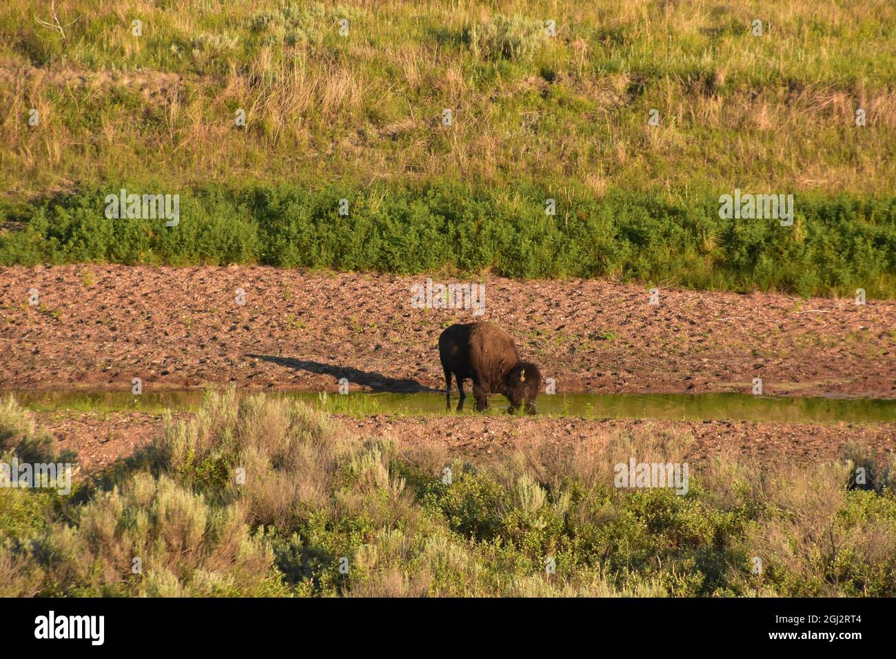 Bison drinking water from a narrow creek in the early morning hours ...