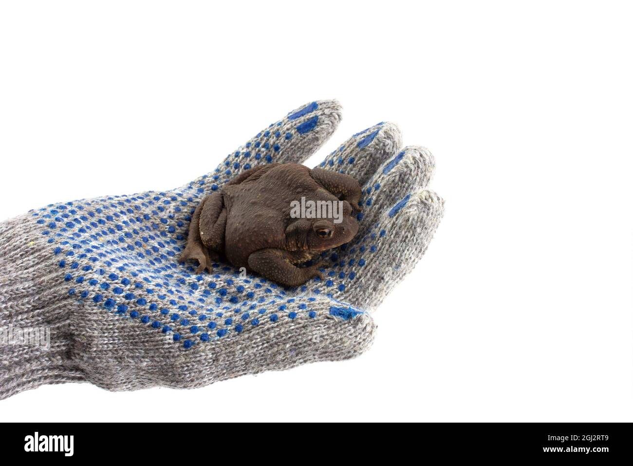 a human hand in a glove holds an earthen toad, isolated on a white ...
