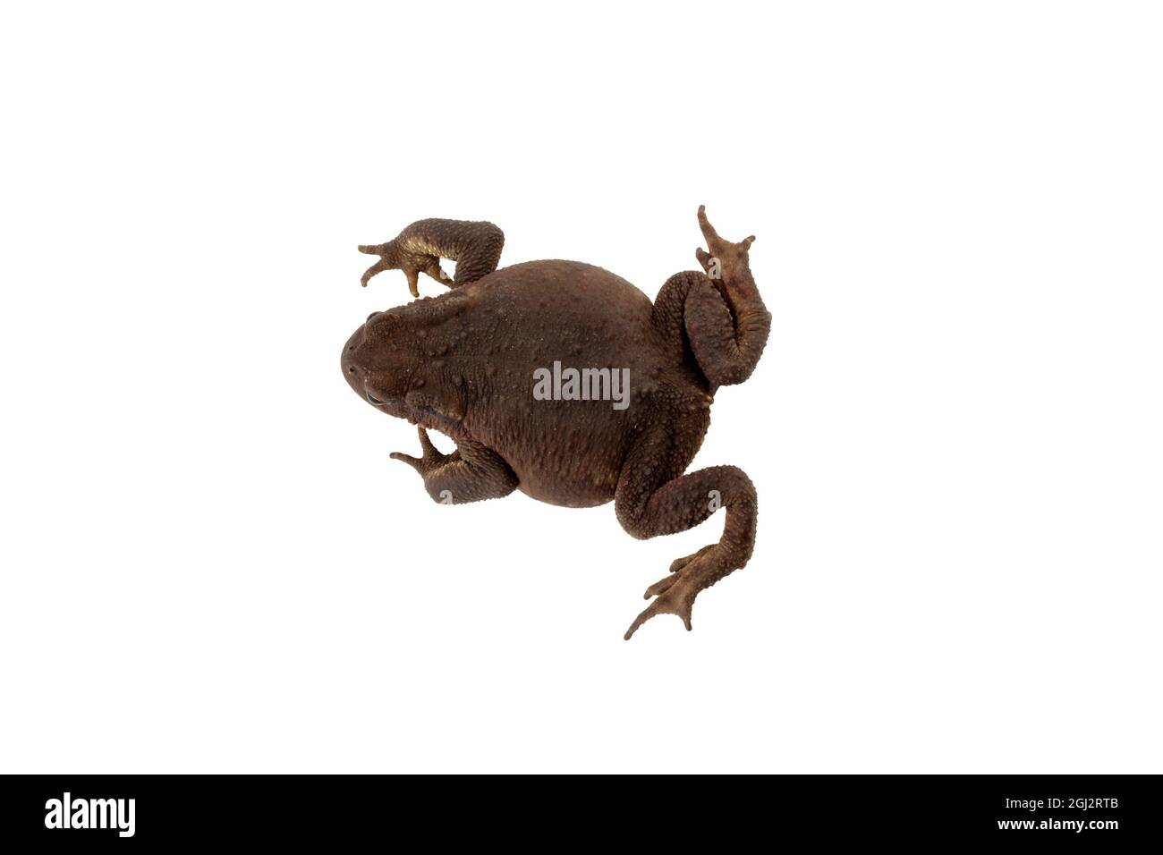 Caucasian fauna Cut Out Stock Images & Pictures - Alamy