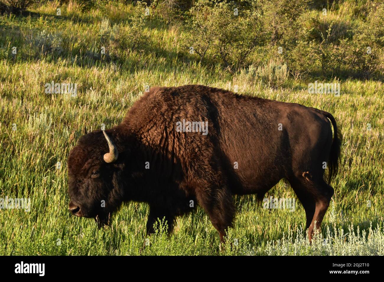Amazing capture of an American buffalo walking through a grass meadow ...