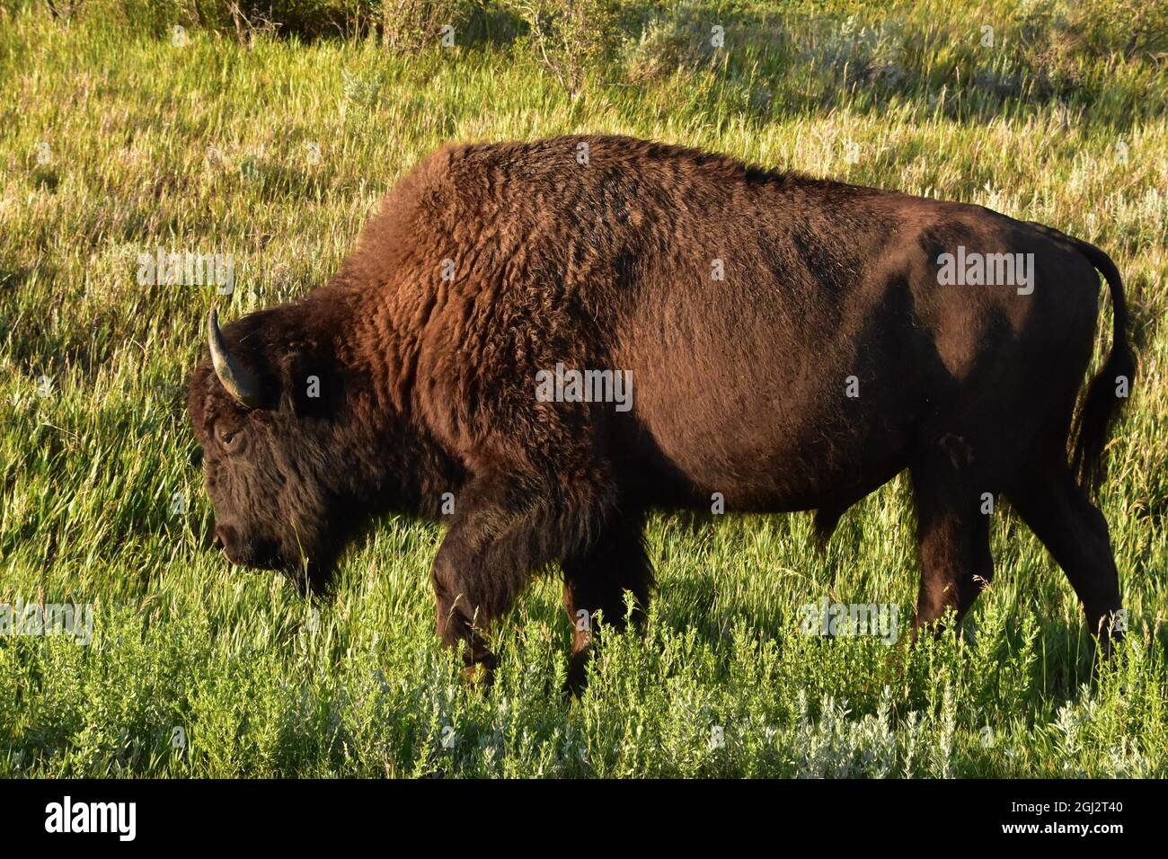 Amazing bison in a grass meadow in the early morning hours in South ...