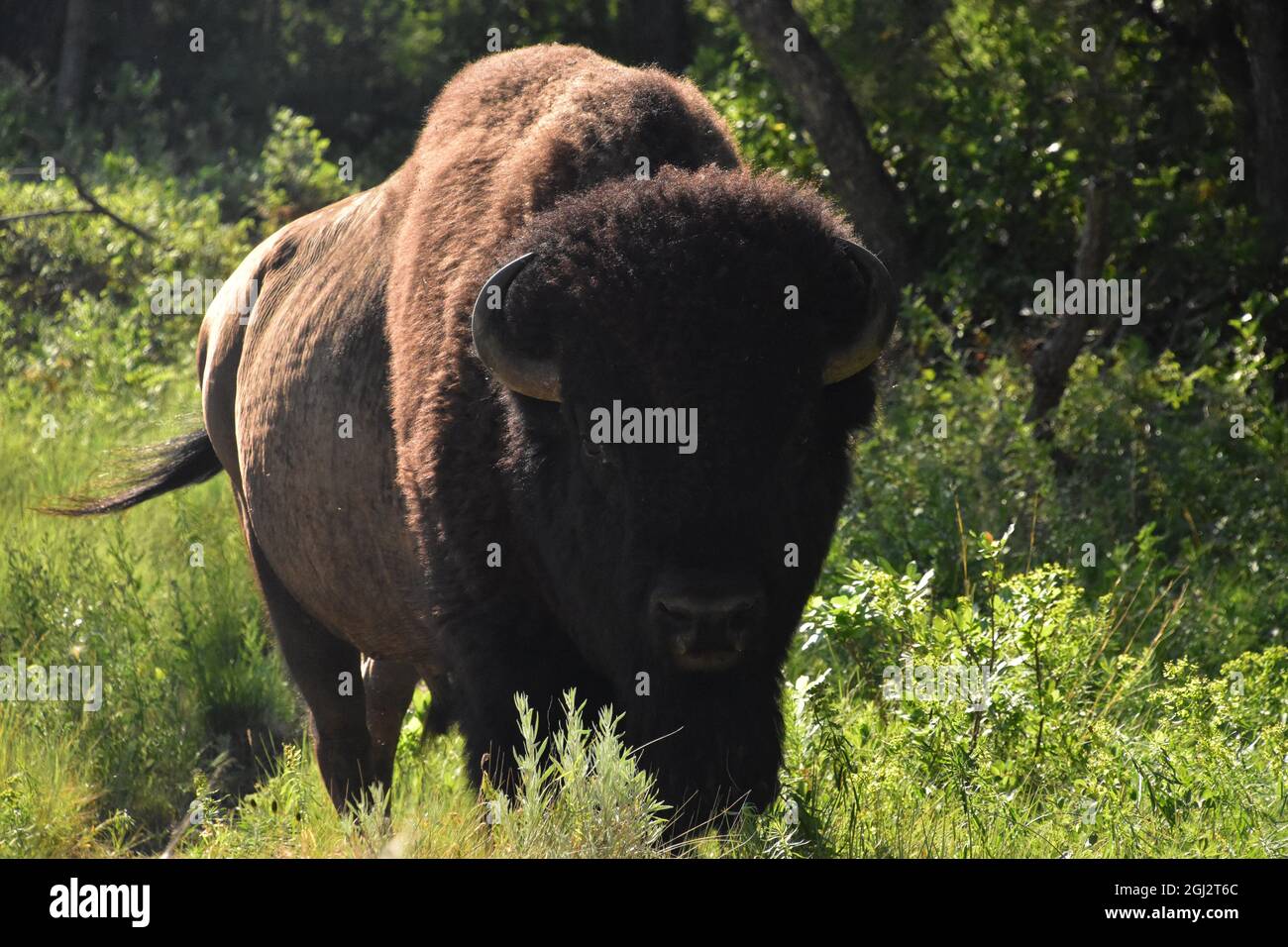 Lush green buffalo grass hi-res stock photography and images - Alamy