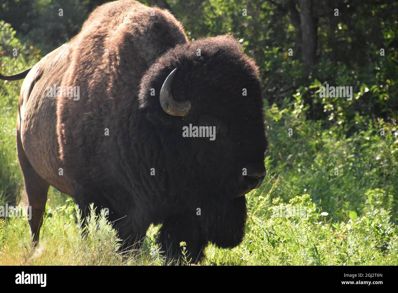 Amazing wild bison walking at the edge of a tree line Stock Photo - Alamy