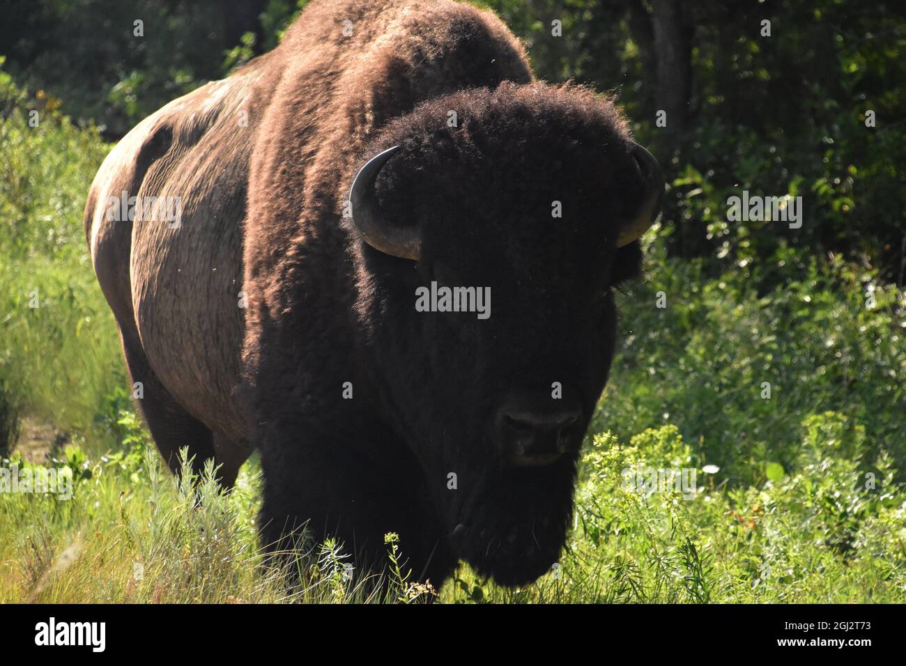Amazing look into the face of an American Buffalo at the edge of a ...