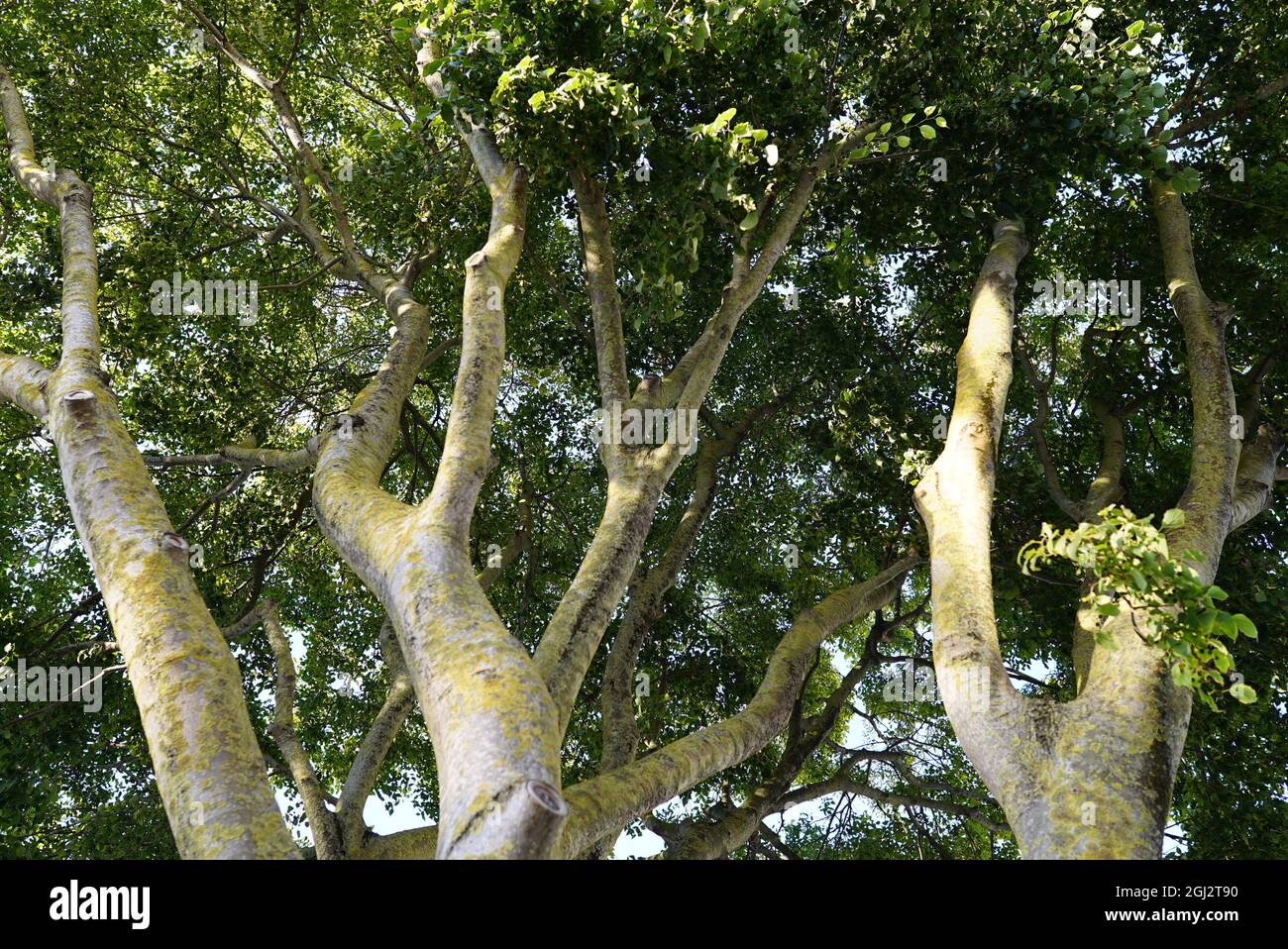 Low angle shot of trees with lush green foliage Stock Photo - Alamy