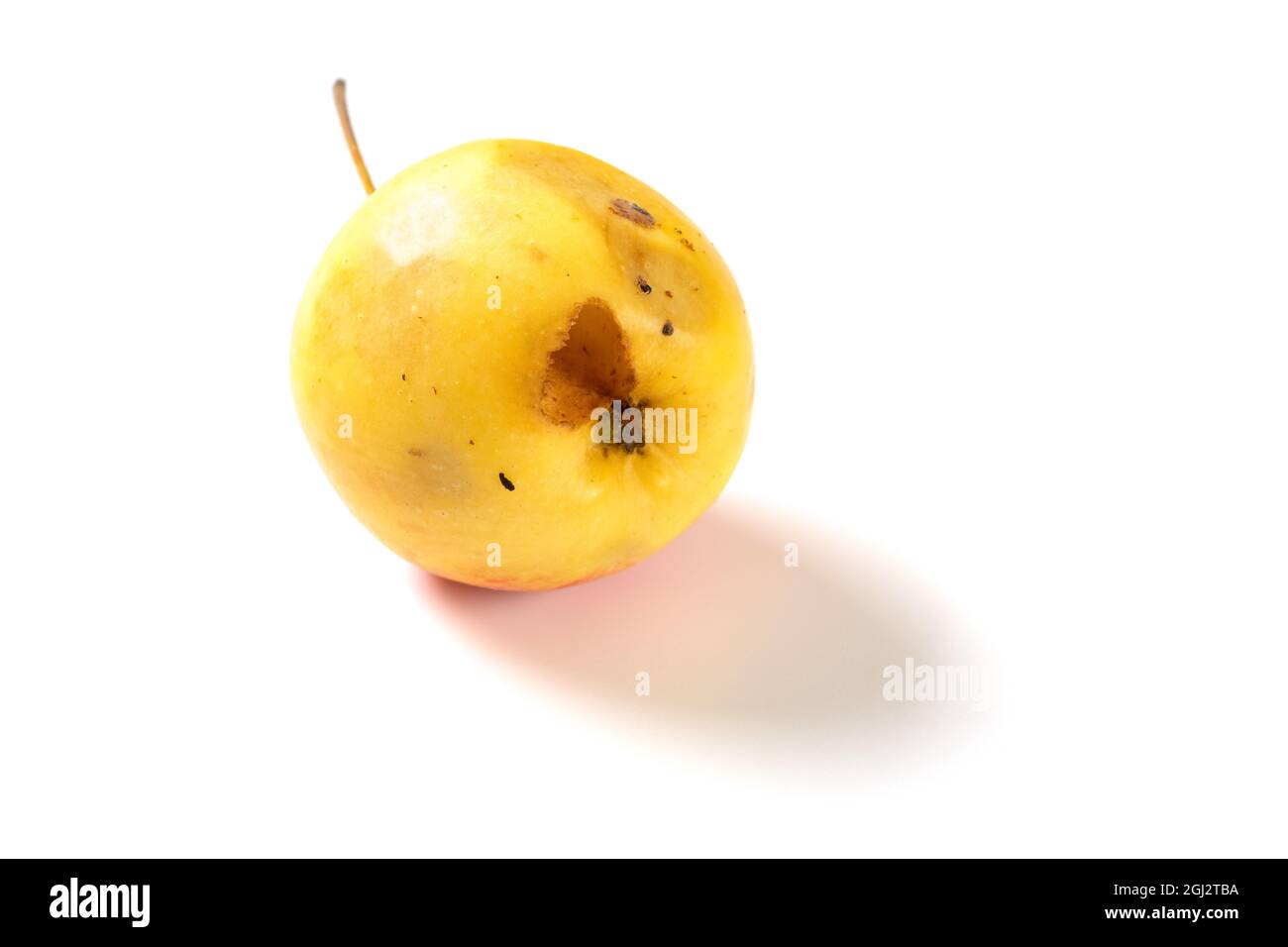 a small rotten apple bited by insect on a white background Stock Photo ...