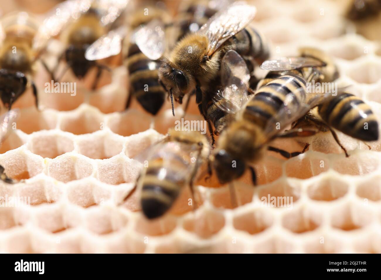 Animals with backbone hi-res stock photography and images - Alamy