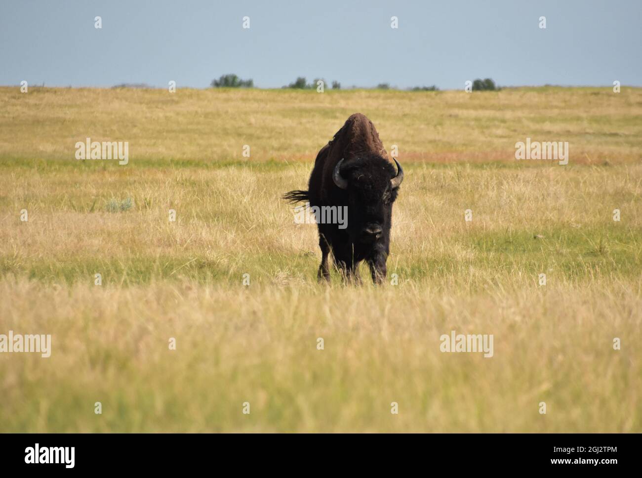 Stunning landscape with a plains prairie and a bison walking through it ...
