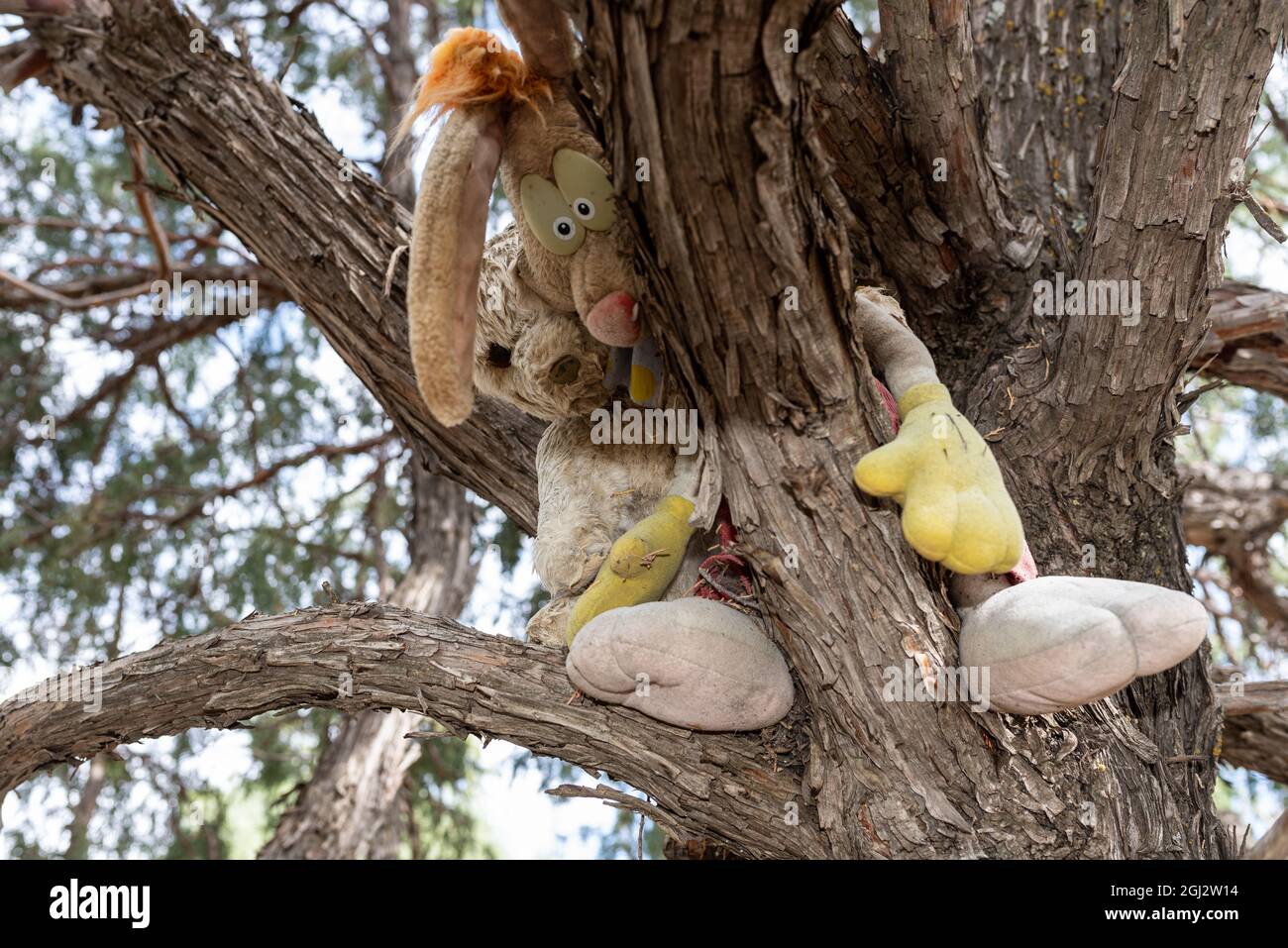 Stuffed animals decorate the limbs of a large, old juniper tree Stock ...
