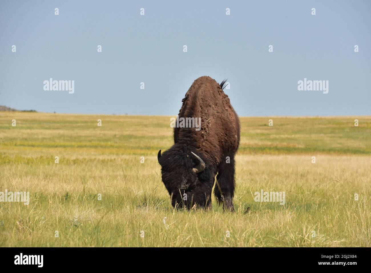 Beautiful scenery with an American bison grazing on the plains grasses ...