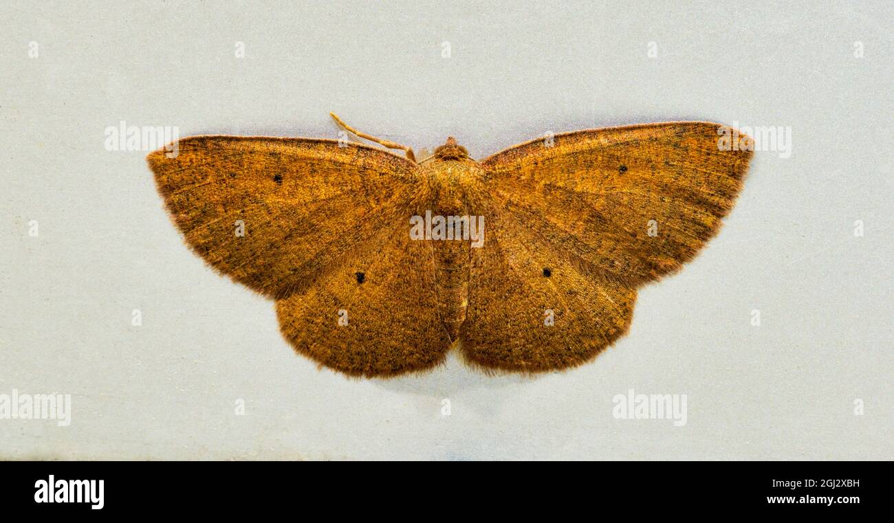 Holly looper moth hi-res stock photography and images - Alamy