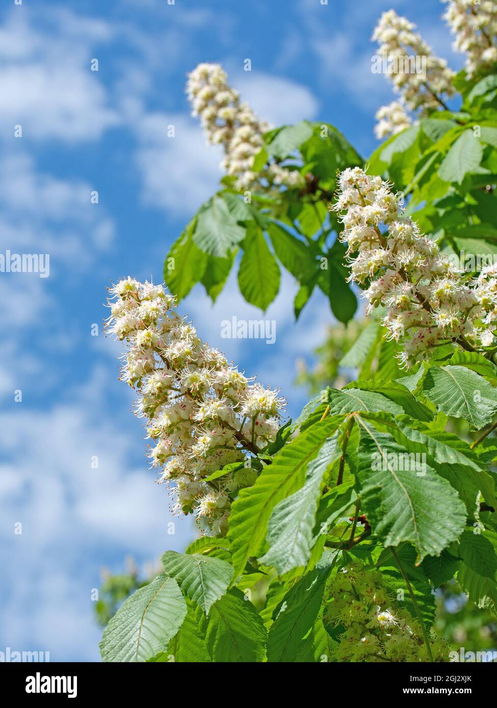 Spring blossoming chestnut tree flowers hi-res stock photography and ...