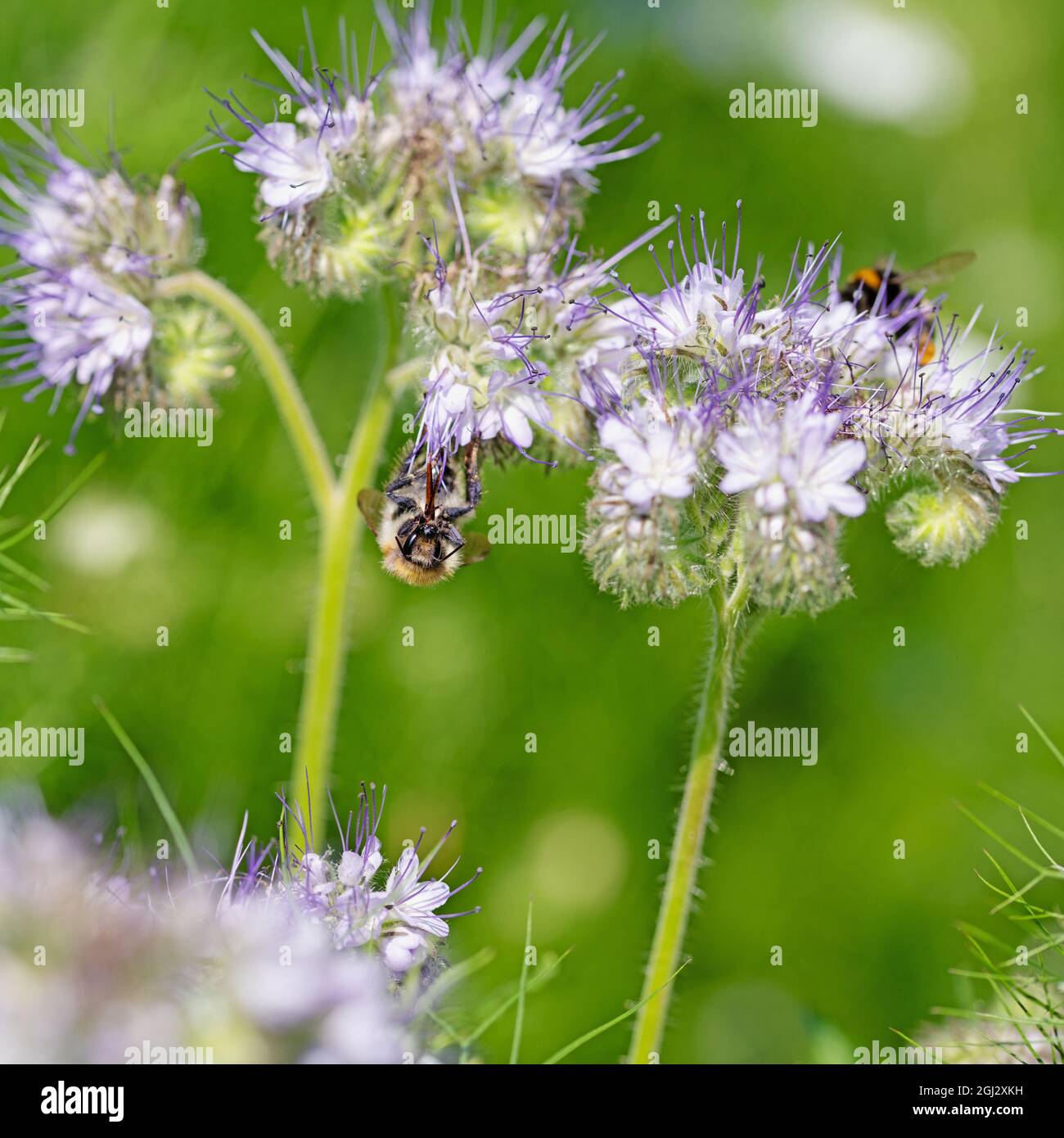 Phacelia flowering hi-res stock photography and images - Alamy