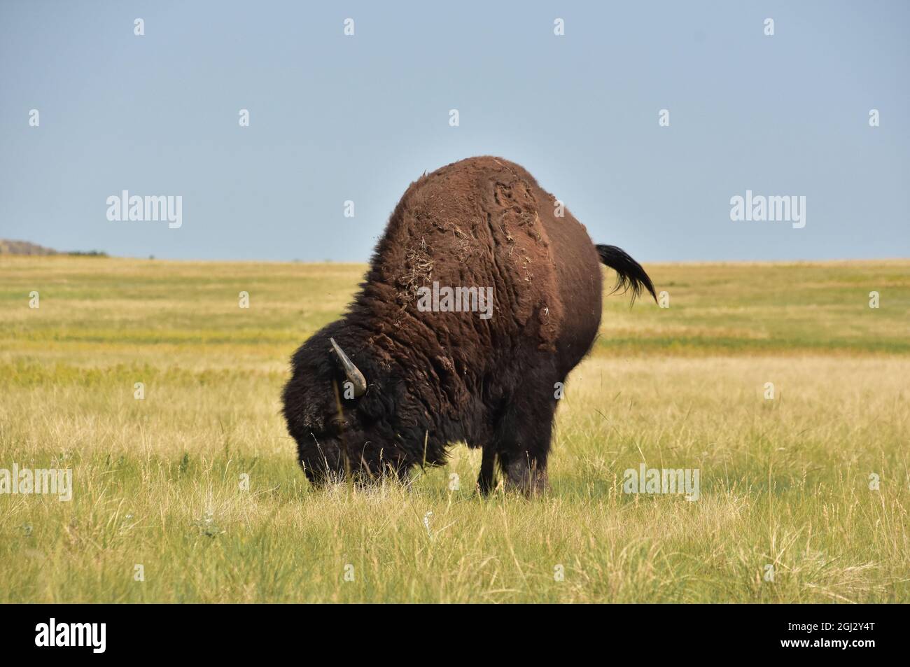Lone grazing American buffalo on the plains of the Western US Stock ...