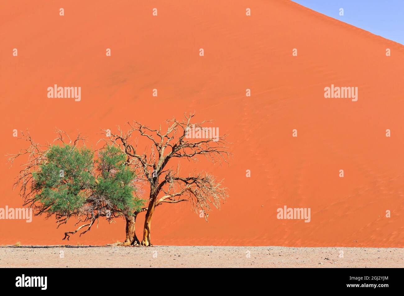 Dunes camel thorn tree , Vachellia erioloba, in the Namib desert ...