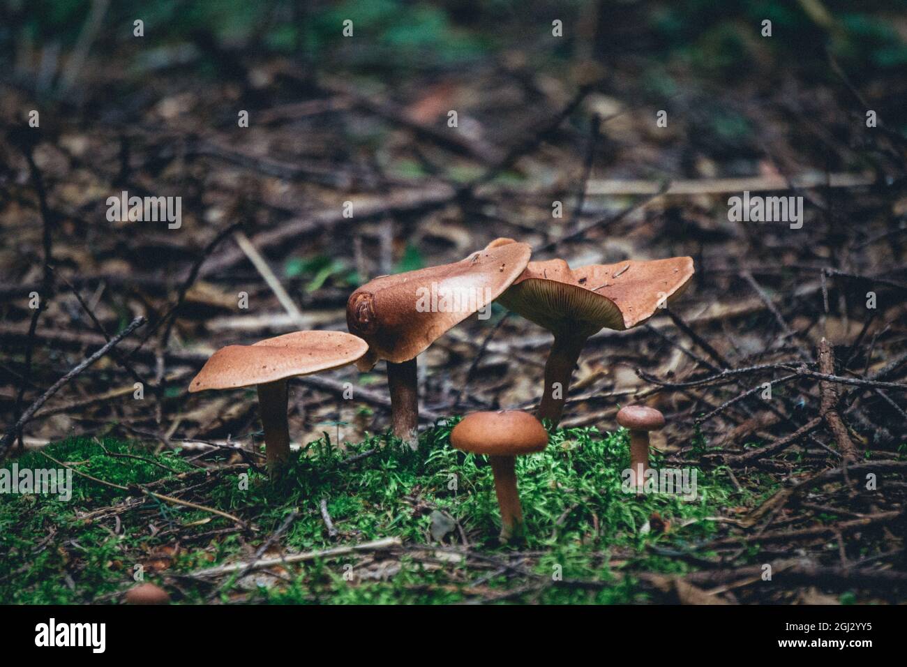 Milkcap mushroom hi-res stock photography and images - Alamy