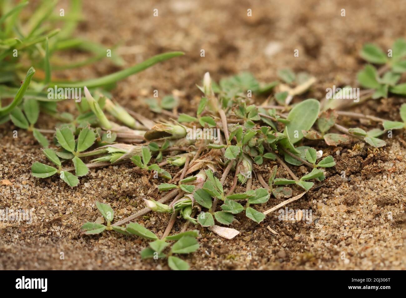 Species of clover hi-res stock photography and images - Alamy