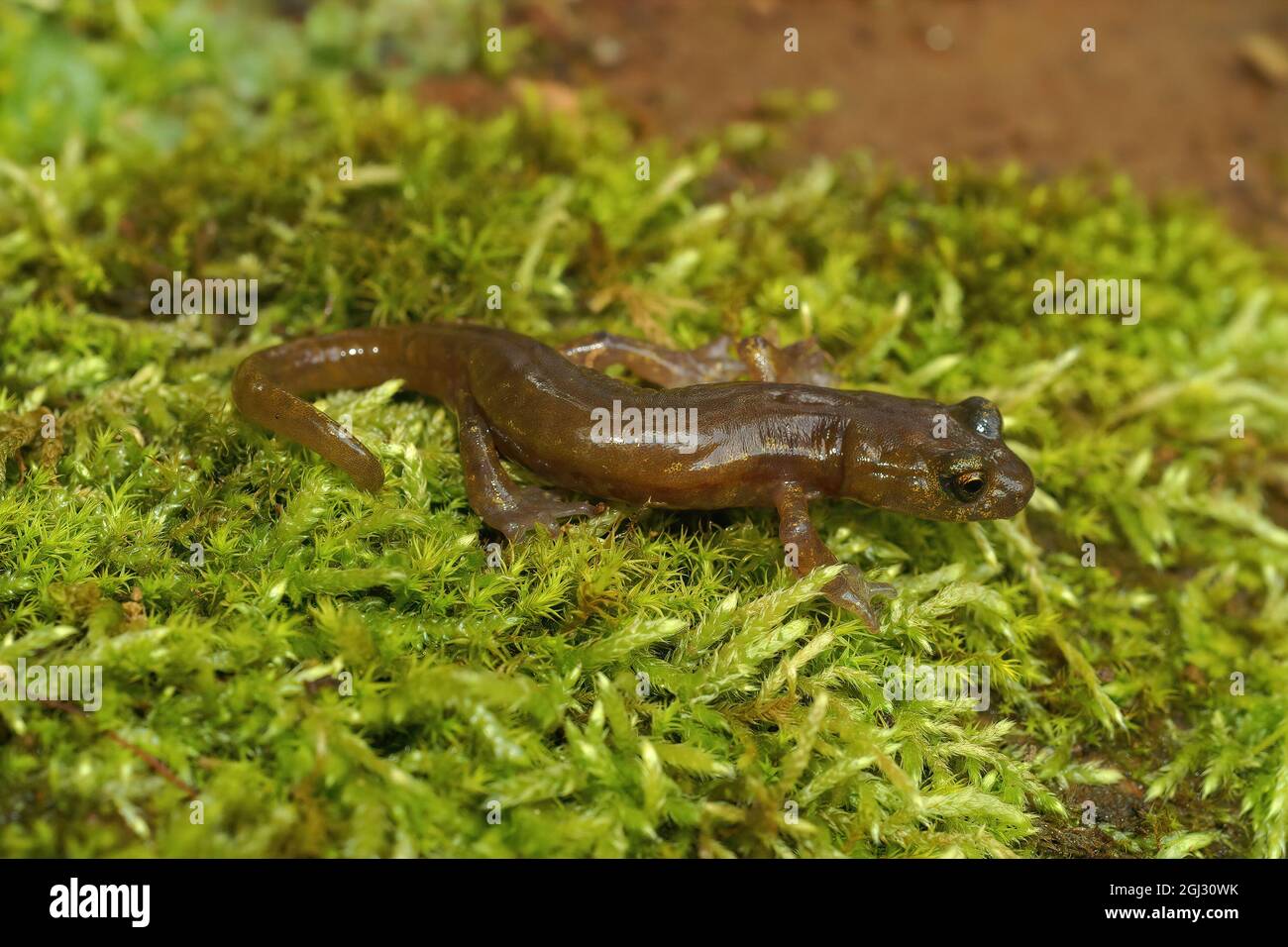 Closeup on a subadult of the endangered limestone salamander ...