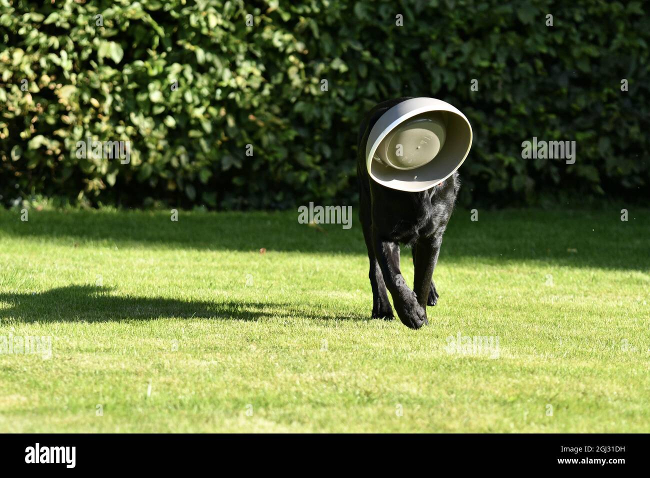 un hungry black labrador dog Stock Photo - Alamy