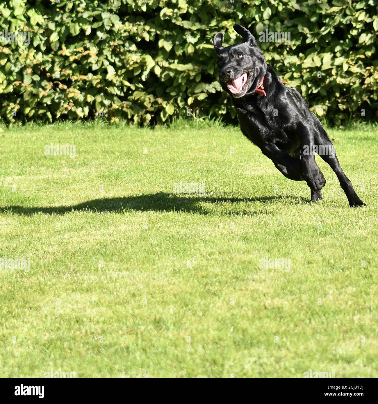 Fast running black labrador retriever hi-res stock photography and ...