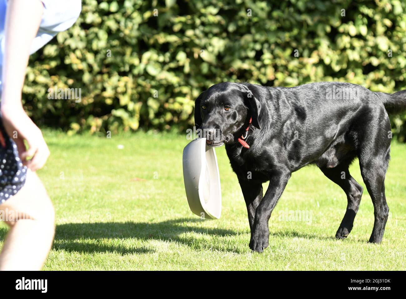 game between a dog and his master Stock Photo - Alamy