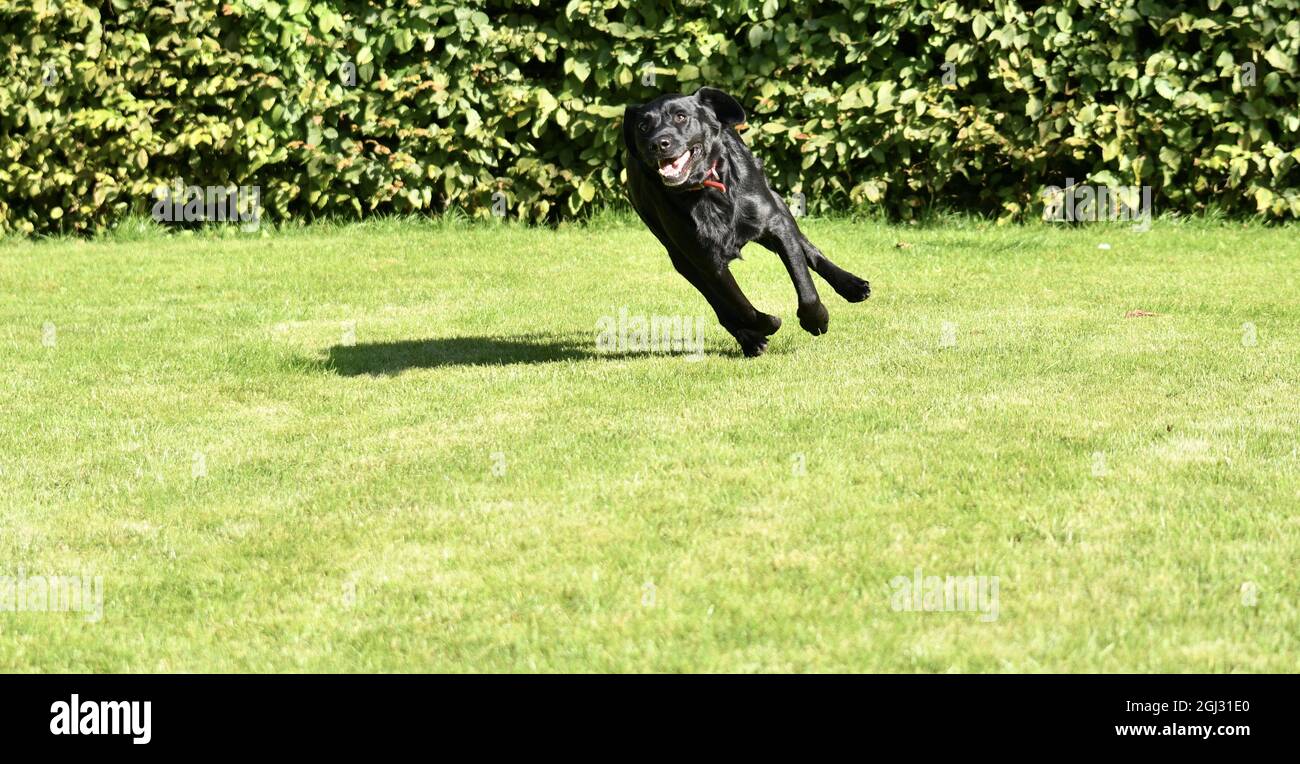 Black labrador retriever agility hi-res stock photography and images ...