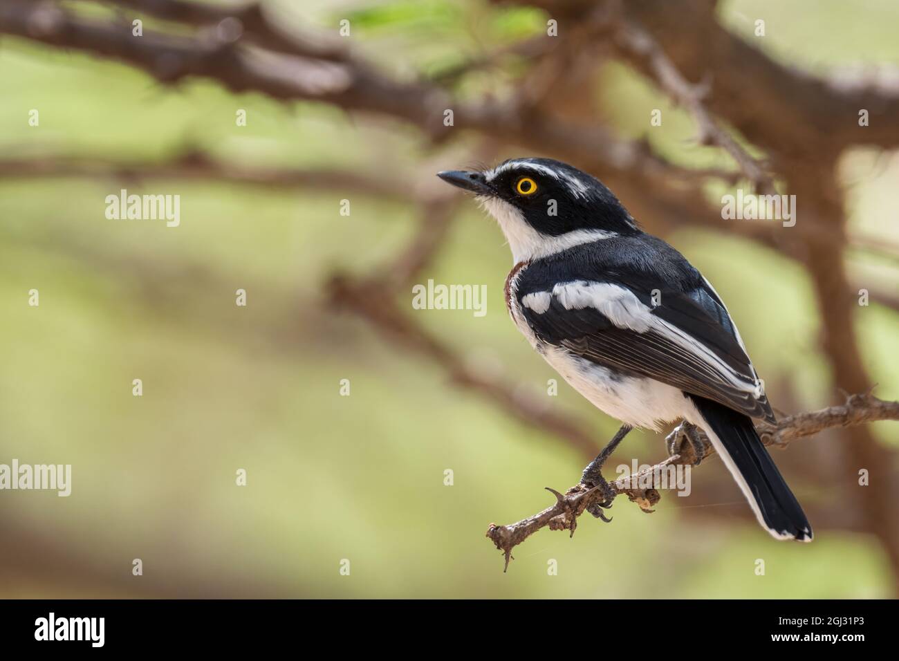 Western black headed batis hi-res stock photography and images - Alamy