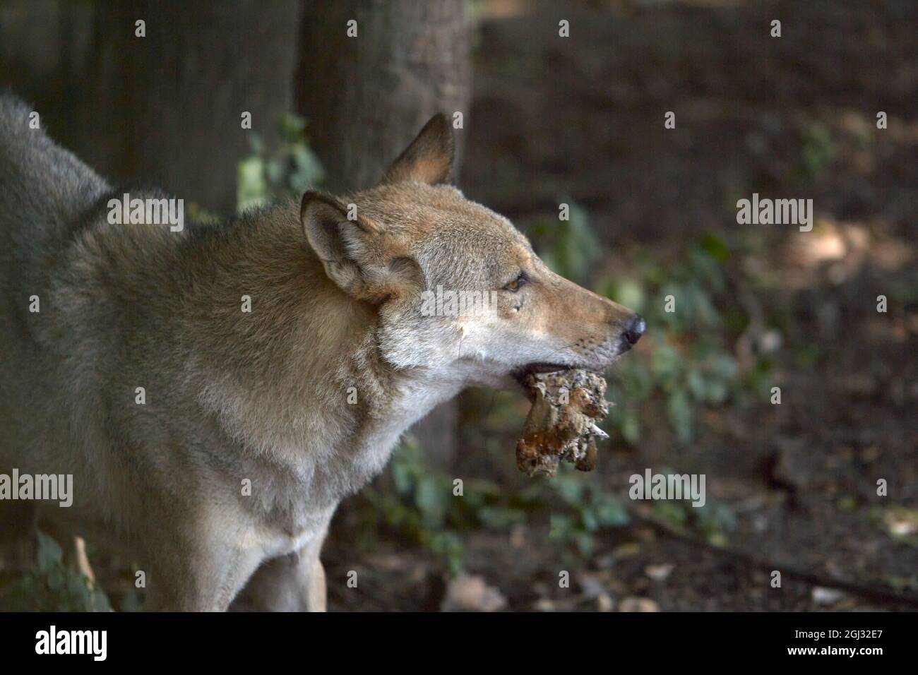 The gray wolf tore the meat of the prey and eats it. Close-up photo in ...