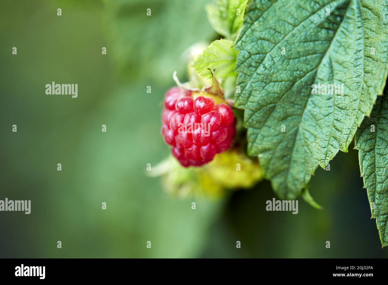 One large, red, ripe raspberry berry weighs on a green bush next to a ...