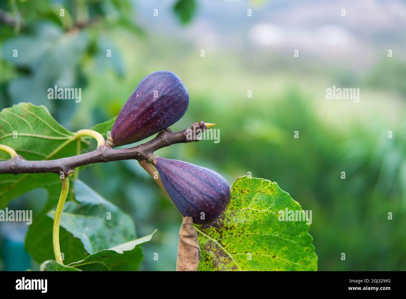 Two purple figs hanging from the branch of a fig tree Stock Photo - Alamy
