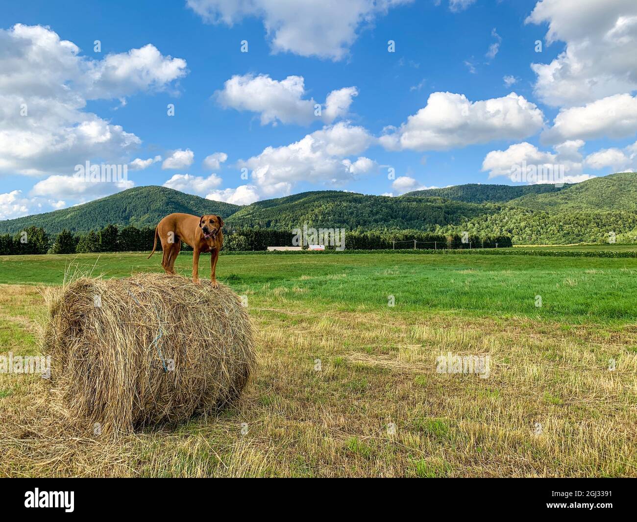 Closeup shot of a brown domestic dog on a haystack Stock Photo - Alamy
