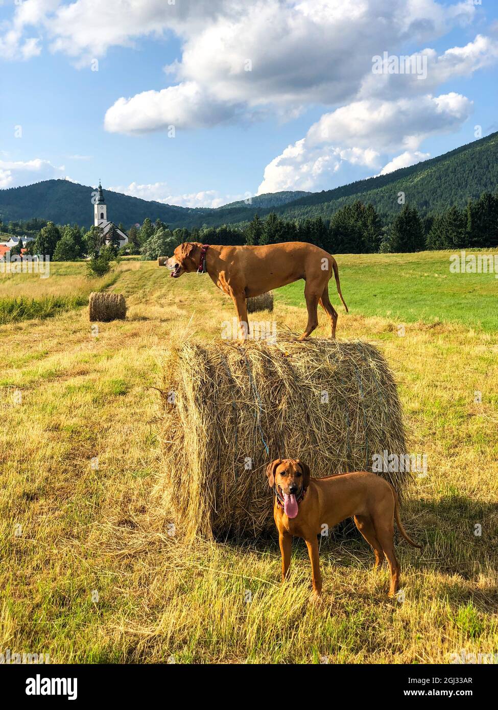 Dog on stack of straw hi-res stock photography and images - Alamy