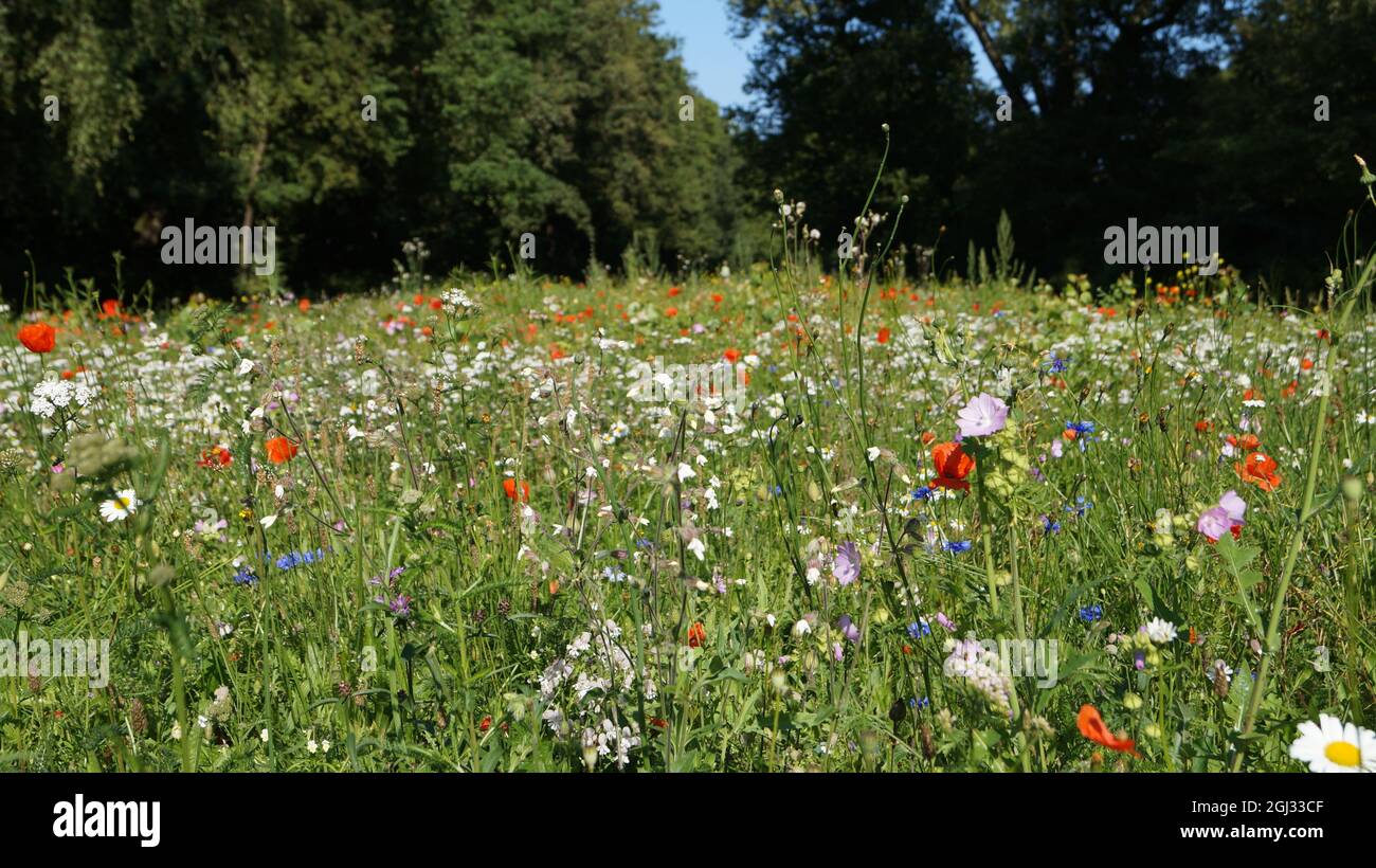 summer flowers bloom in September Stock Photo - Alamy